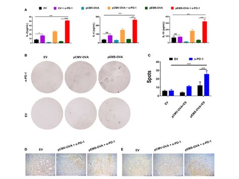Immune Response Effect Of Dna Vaccination And Intramuscular Gene
