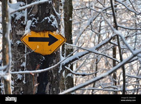 Traffic Sign Black Arrow Pointing Right On Yellow Background Sign Embedded In A Tree Trunk The
