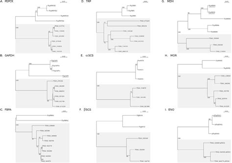 Gene Duplications In Metabolic Genes Of T Foetus And T Vaginalis
