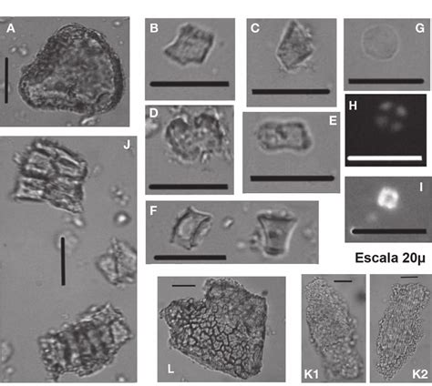 Microfósiles Encontrados En El Tártaro De Los Molares Silicofitolitos