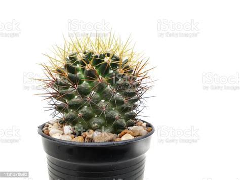 Tanaman Kaktus Dalam Pot Kecil Terisolasi Di Latar Belakang Putih Foto