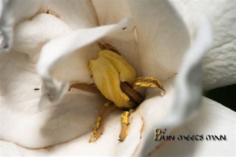 living for today on the earth クチナシの清楚な花とその香り