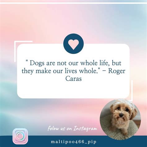 Quote Maltipoo In 2024 Life Maltipoo Quotes