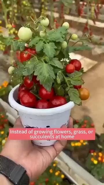 Best 12 17 Easiest Vegetables To Grow Indoors For A Harvest All Year