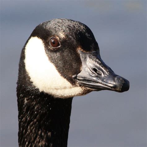 Canadian Goose Face Close Up Photos Public Domain