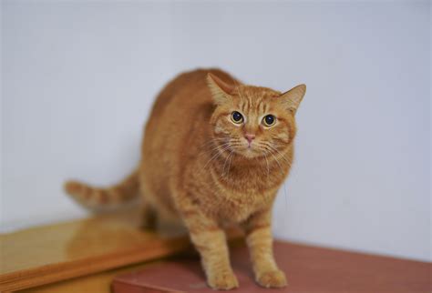 картинки : От маленьких до средних кошек, Млекопитающее, Felidae ...
