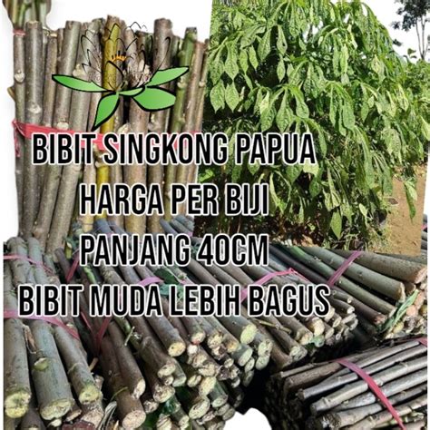 Jual Bibit Tanaman Singkong Papua Viral Pakan Ternak Per Biji Shopee