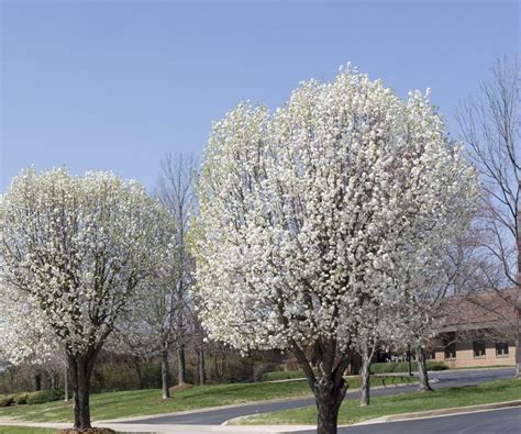 How To Control Bradford Pear Trees Invasive Plant Advice Homes And
