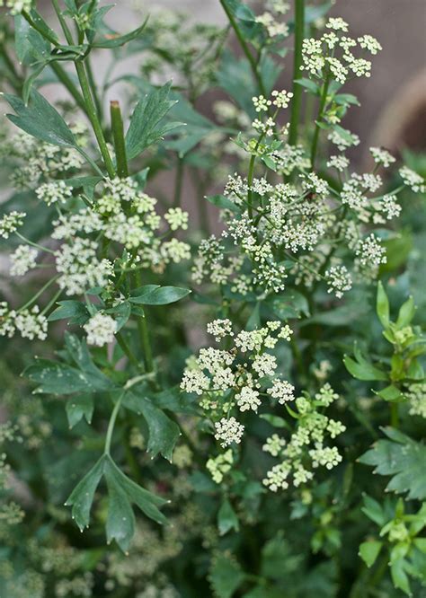 Bunga Seledri Apium Graveolens Agrokompleks Kita