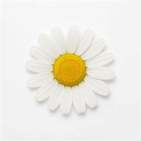 Chamomilla Recutita Flower Extract Complete By Dr Scs