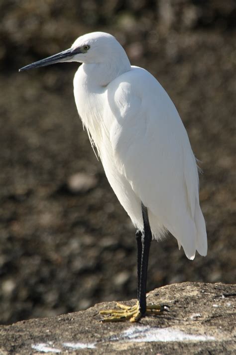 Fotografiando aves en Arteixo Egretta garzetta garceta común en la