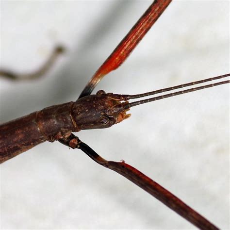 None Diapheromera Undetermined Insects Of Iowa