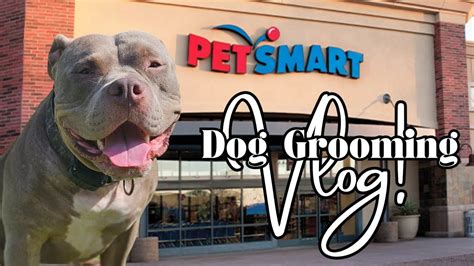 Nova Goes In For Grooming At Petsmart🐾🐕 ️ Americanbullybreed