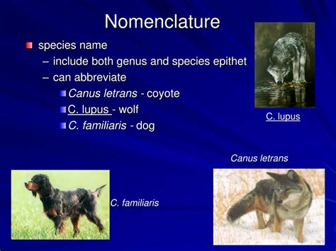 Ppt Prokaryotic And Eukaryotic Classification And Identification Powerpoint Presentation Id 394352