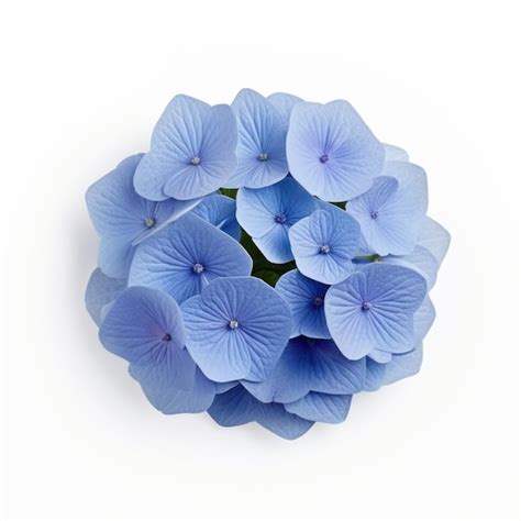 Hydrangea Petal Images Free Download On Freepik