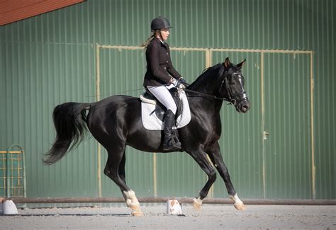 Gazal Xxv Shahim Bábolna Nemzeti Ménesbirtok