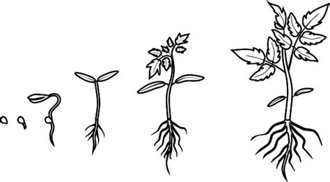 Ilustración De Página Para Colorear Ciclo De Vida De La Planta De