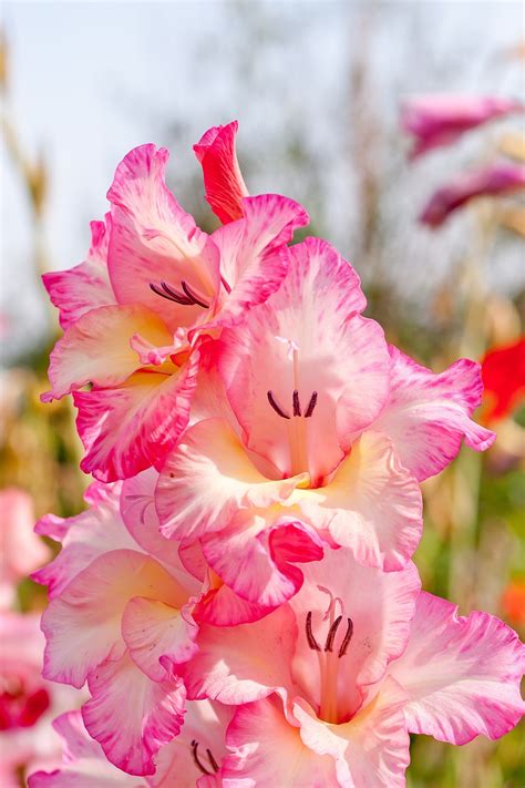 自然 花 グラジオラス Pixabayの無料写真 Pixabay