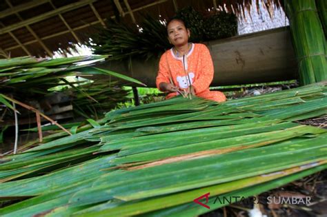 Rumah Atap Daun Rumbia Dan Nipah John Rodriguez