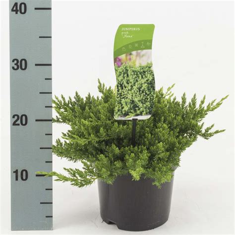 Juniperus Procumbens Nana — Plant Wholesale Floraccess