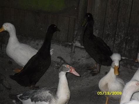 Runner Duckshow To Sexanyone Know Please Backyard