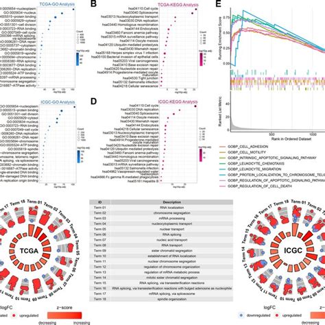 Biological Functions Associated With Risk Scores Ad Go And Kegg Download Scientific Diagram