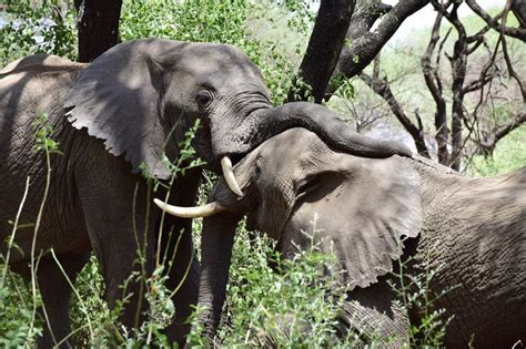 Cara Gajah Kawin Betina Akan Menuntun Jantan Menuju Klimaks