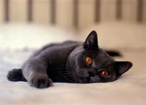 Кожные заболевания у кошек