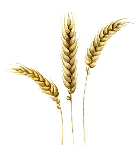 Malt Aquarelle Pour La Production De Bière Grains De Blé Sur Fond