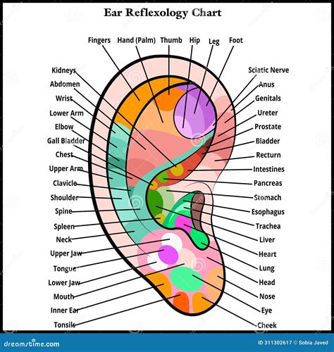 Ear Reflexology Chart Ear Mapping With Description Of The