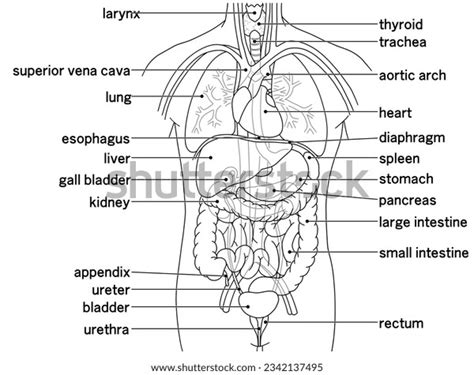 Appendix Organ Over 12690 Royalty Free Licensable Stock Illustrations