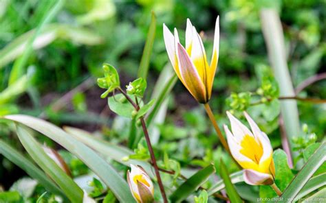 ดอกไม่กำลังผลิบาน รูปภาพดอกไม้สวยๆ