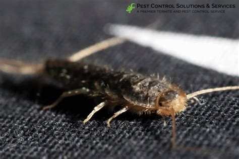 What Do Silverfish Eggs Look Like