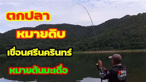 ตกปลาหมายดบๆ เขอนศรฯ หมายตนมะเดอ EP จาสาพาตะลย ตกปลาเขอนศรนครนทร YouTube