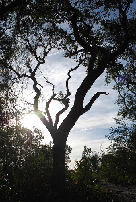 Cool Tree Photograph By Bess Yearsley Pixels
