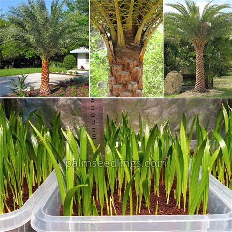 Phoenix Sylvestris Seedlings Exotic Palm Seedlings Exotic Seeds And