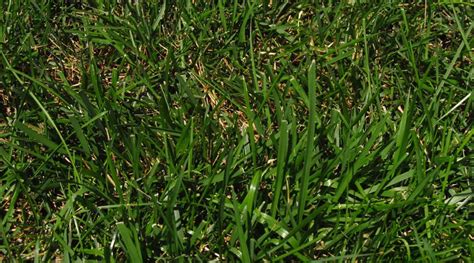 Why Is Some Grass Darker Than Others Storables