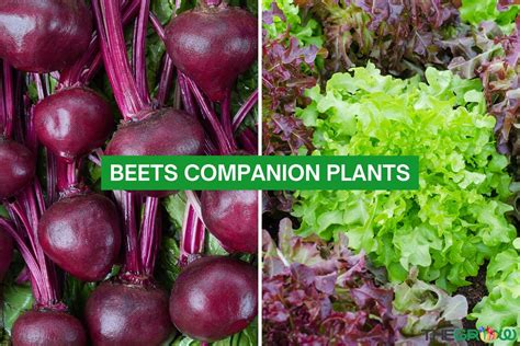 Beets Companion Plants The Ultimate Guide For Gardeners Thegrow