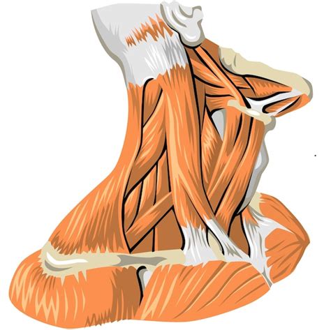 Premium Vector Human Anatomy