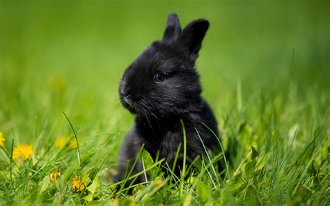 2023 계묘년 맞이 귀여운 토끼의 비밀 5