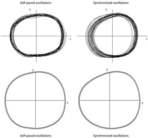 Limit Cycle Dynamics Of Experimental Self Paced And Synchronized