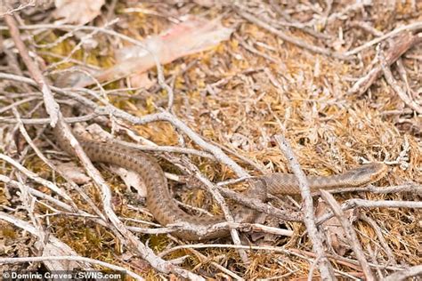 Skin Crawling Footage Reveals The Moment An Adder Slithers Out Its Amniotic Sac Daily Mail Online