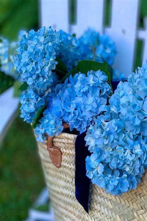 Hydrangeas And Edible Flowers A Match Made In Heaven Hydrangea Not