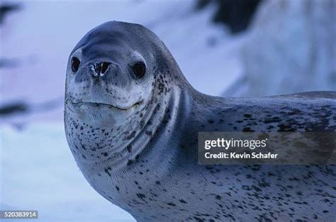 Leopard Seal Cute
