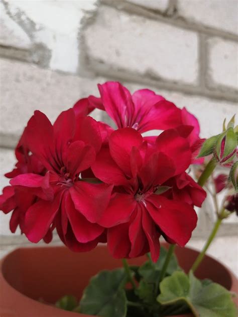 Пеларгония плющелистная | Plants, Garden