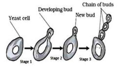 CBSE Th Practical Exam Science Biology Important Practical Based Question With Answers