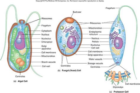 Pin On Biological Sciences
