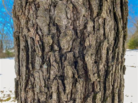 Tree Identification Swamp Chestnut Oak Quercus Michauxii Stock Image Image Of Horizontal