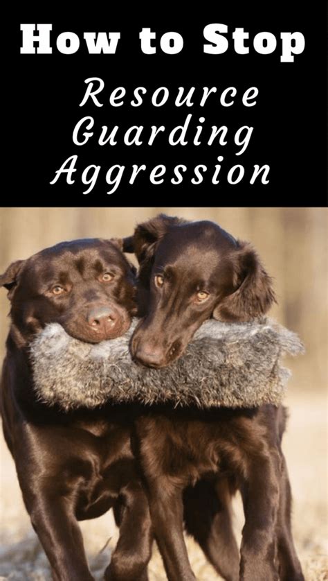 How To Solve Food Aggression In Dogs