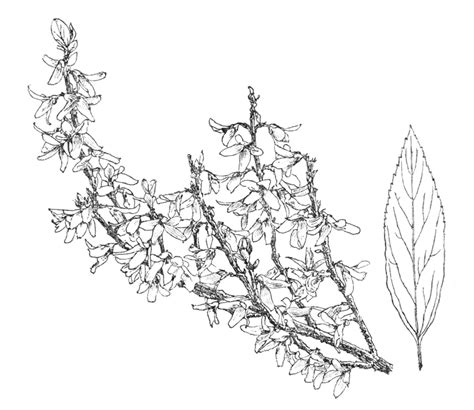 Bean S Trees And Shrubs